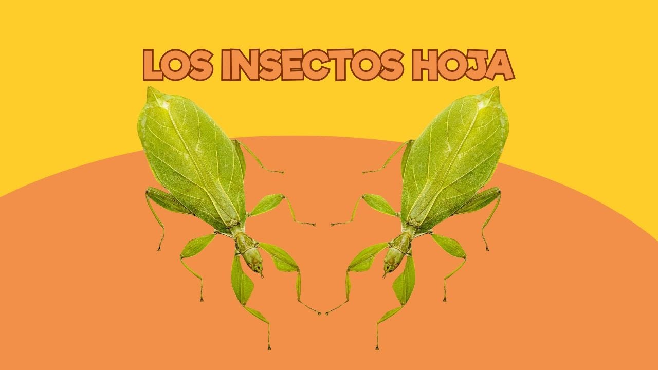 Viviendo en un Zoo: Los insectos hoja | Santillana del Mar - YouTube