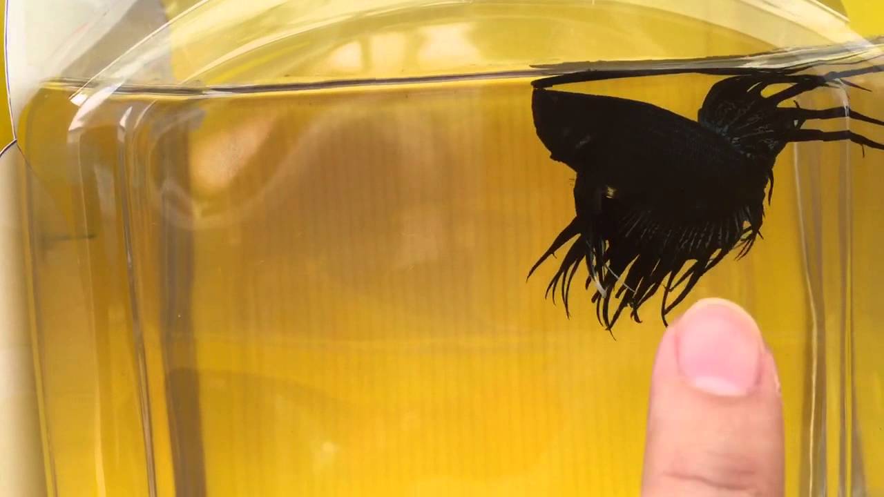 The Most Controversial Grand Champion Fish - ASEAN BETTA CO - YouTube
