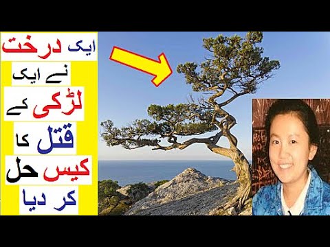 A Tree Solved a Murder Case - A Shocking Story - YouTube