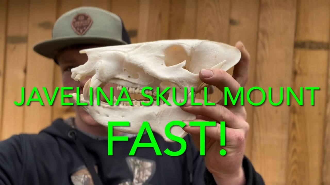 HOW TO European Mount a JAVELINA SKULL - YouTube
