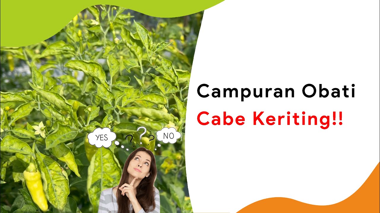 Penggunaan Asam Amino, Insektisida, dan Hormon Cabe Kuning Keriting ...