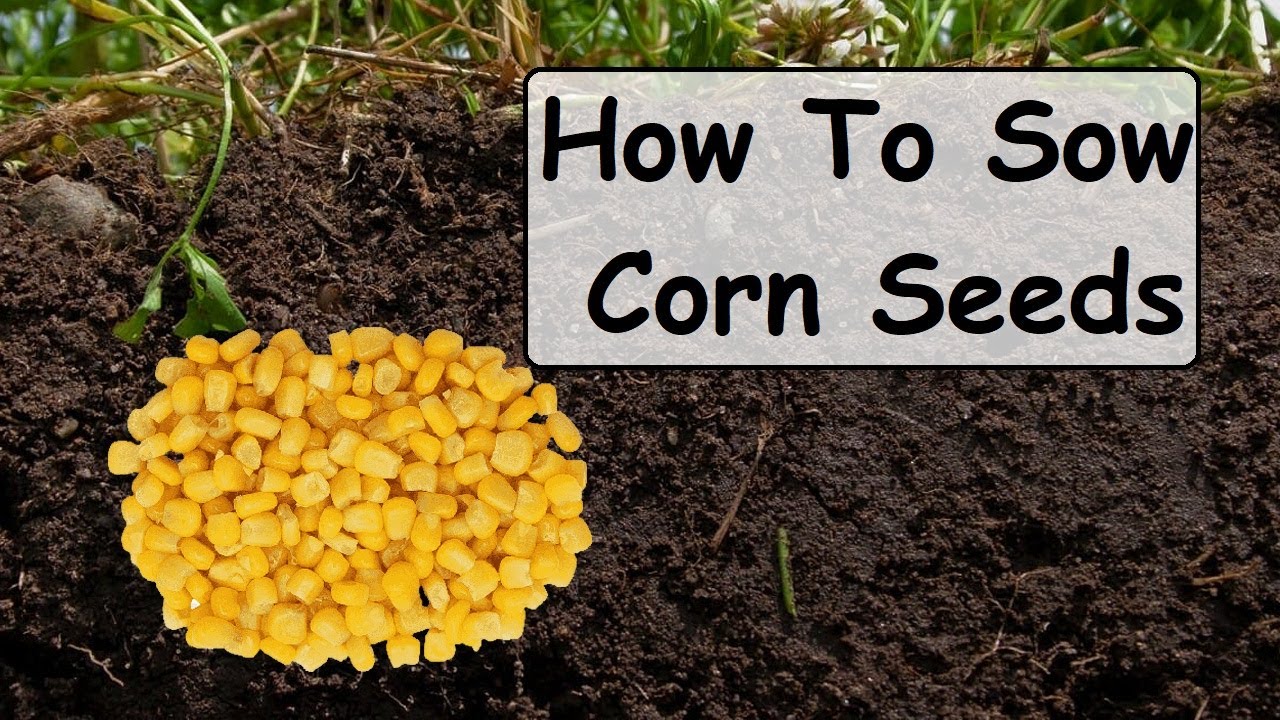 How To Sow Corn Seed - YouTube