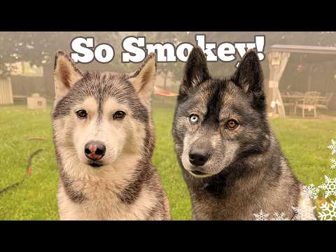 It Smells Like Fire! Dogs React To Thick Wildfire Smoke!