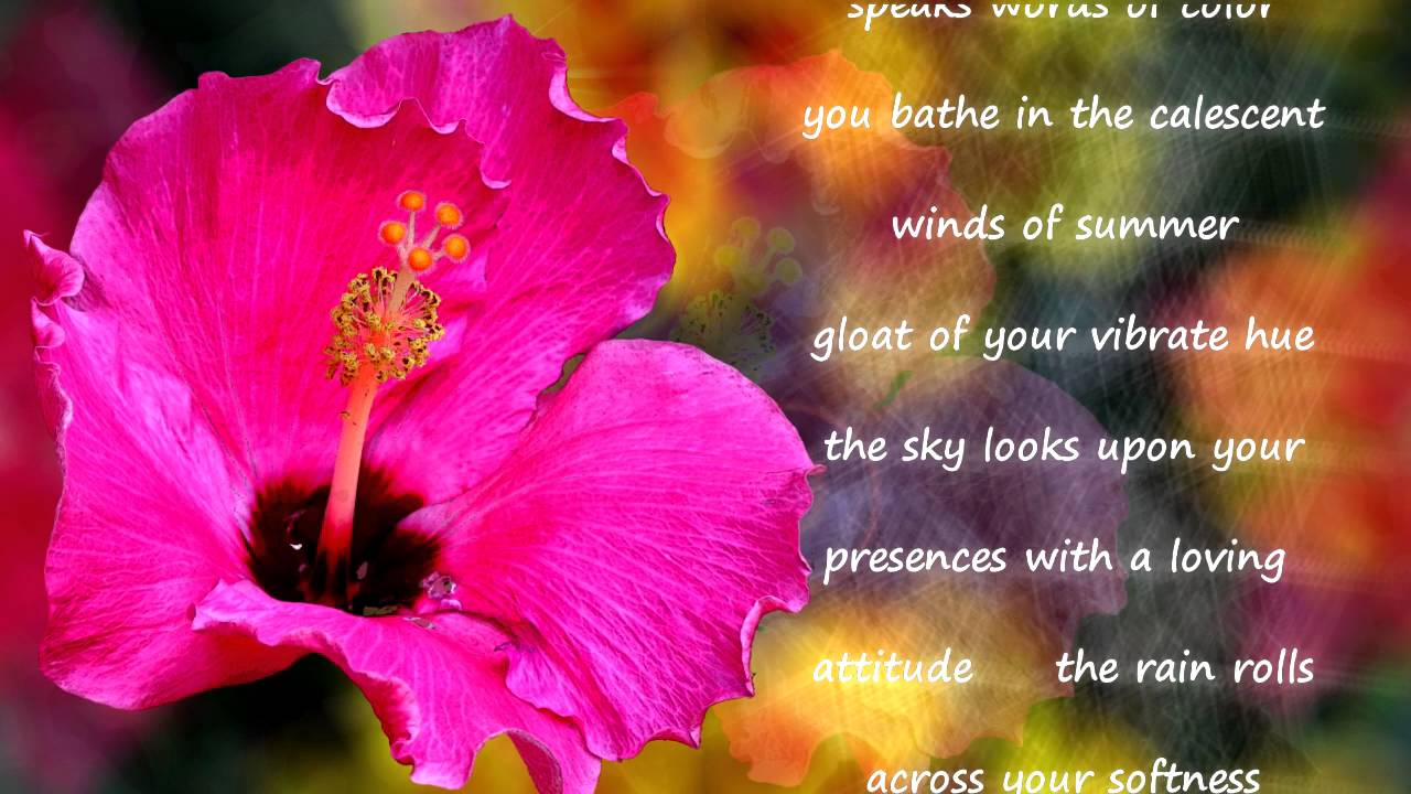 Lady Hibiscus poetic floral video - YouTube