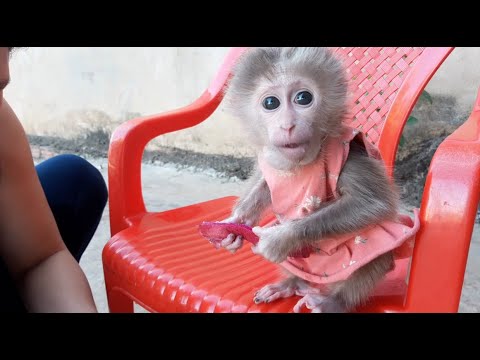 Baby Monkey Lusi Is Very Beautiful And Beloved By Her Mom - YouTube