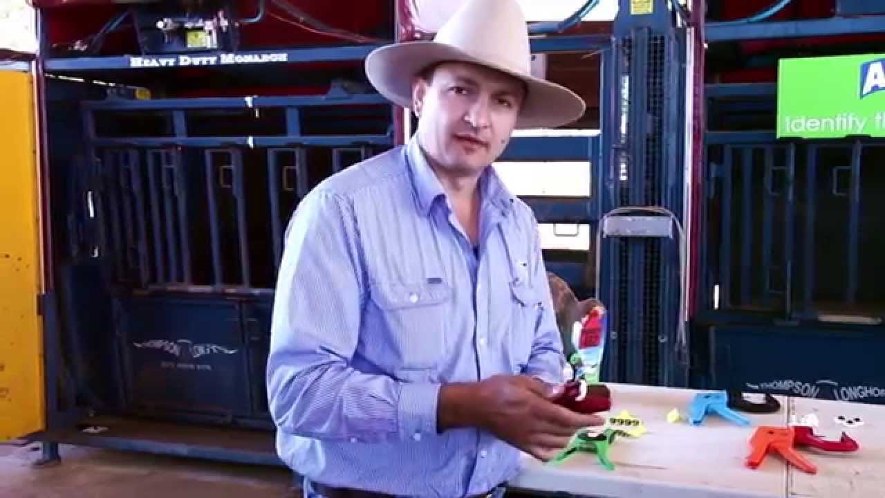 Allflex Cattle Tag Options: Overview - YouTube