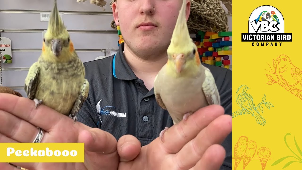 Hand Raised Cockatiels | Victorian Bird Co - YouTube