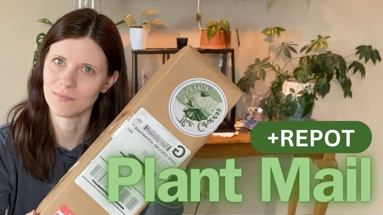Plant Mail + Repot 🪴💚 - YouTube