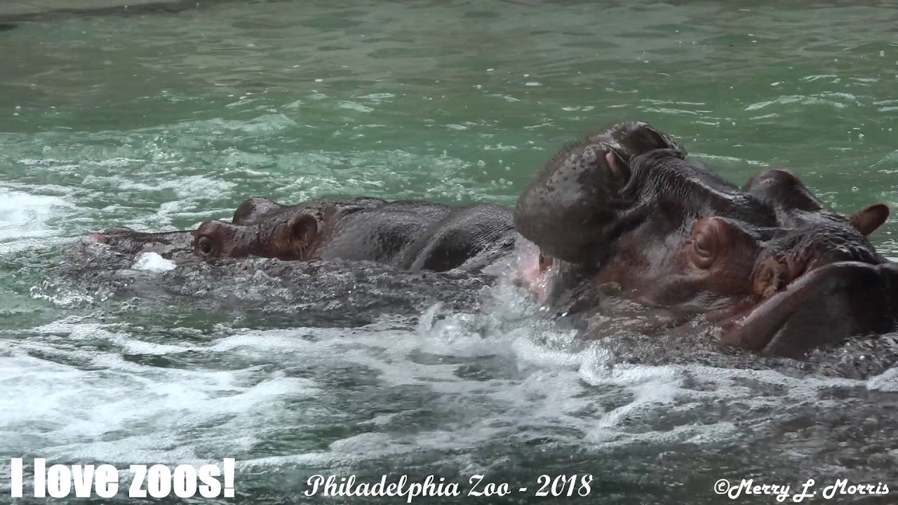 Philadelphia Zoo Hippos Reach an Agreement - YouTube