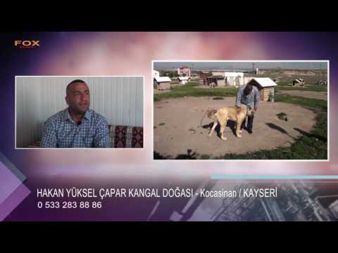 HAKAN YÜKSEL ÇAPAR KANGAL DOĞASI - KAYSERİ KOCASİNAN