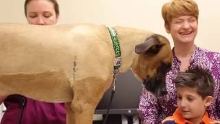 Greater Staten Island Veterinary Services offers 24-hour pet care