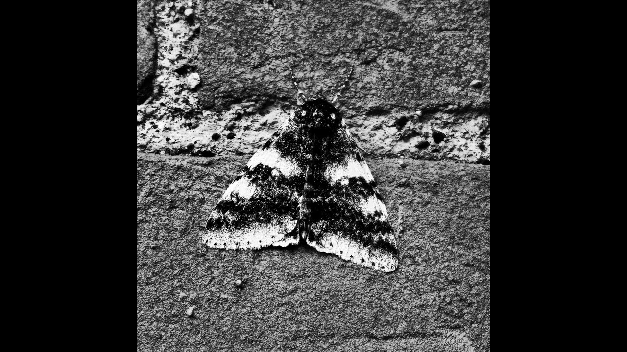 Moths to Heaven's Rays - YouTube