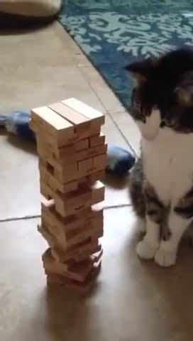 Cat playing jenga 😭😭 - YouTube