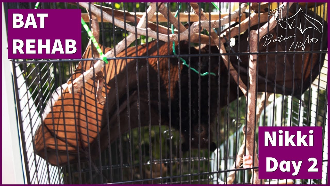 Young flying fox with barbed wire injury - Nikki Day 2 - YouTube