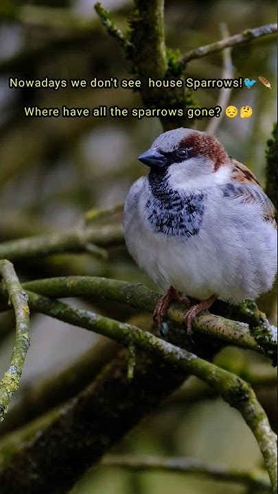 where have all the sparrows gone? #shorts #birds - YouTube