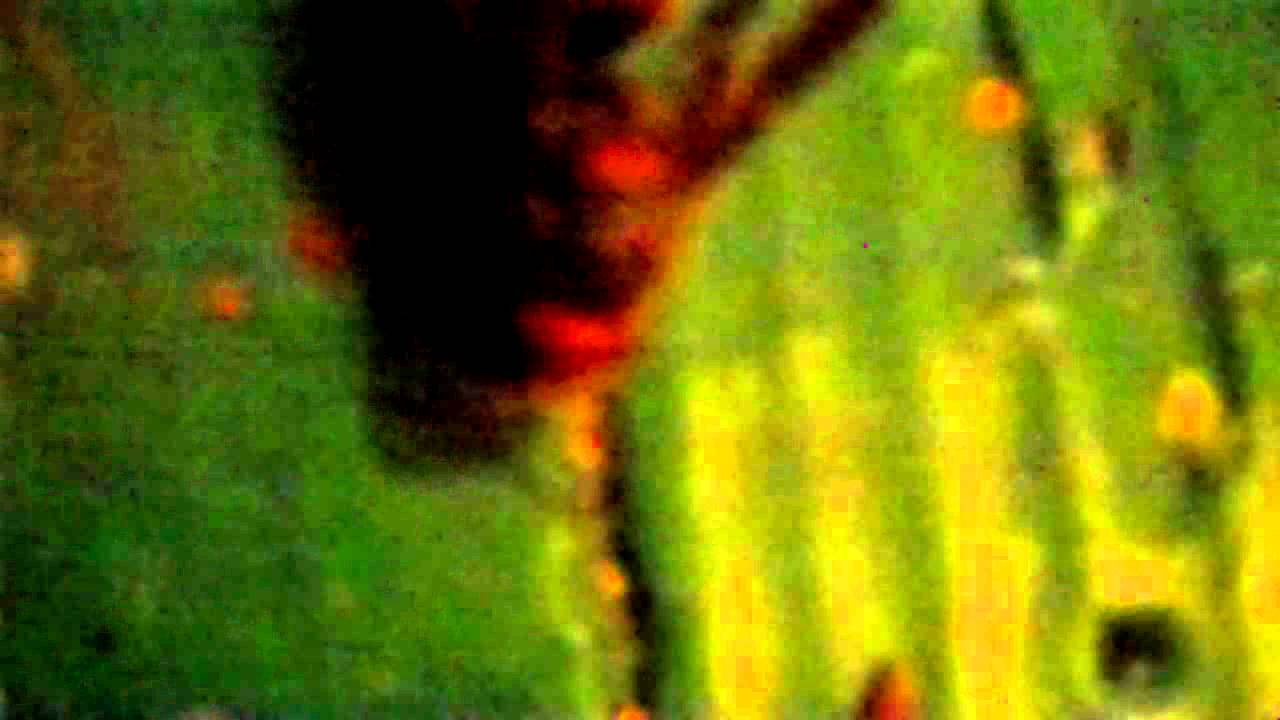 Big scary bug in the kitchen - YouTube