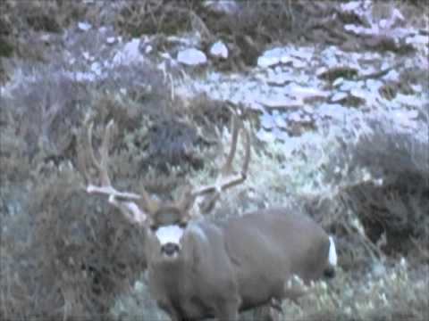 Big AZ Muley Buck - YouTube