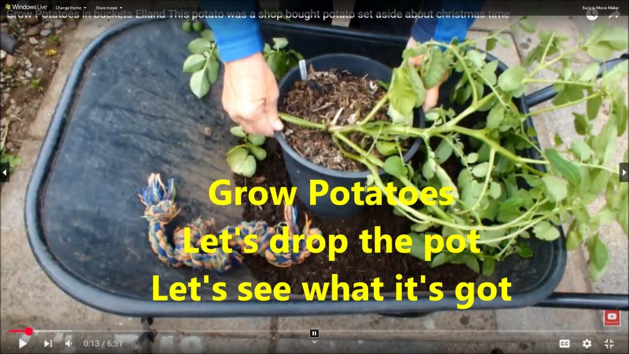 Grow Potatoes in buckets Elland This potato was a shop bought potato ...