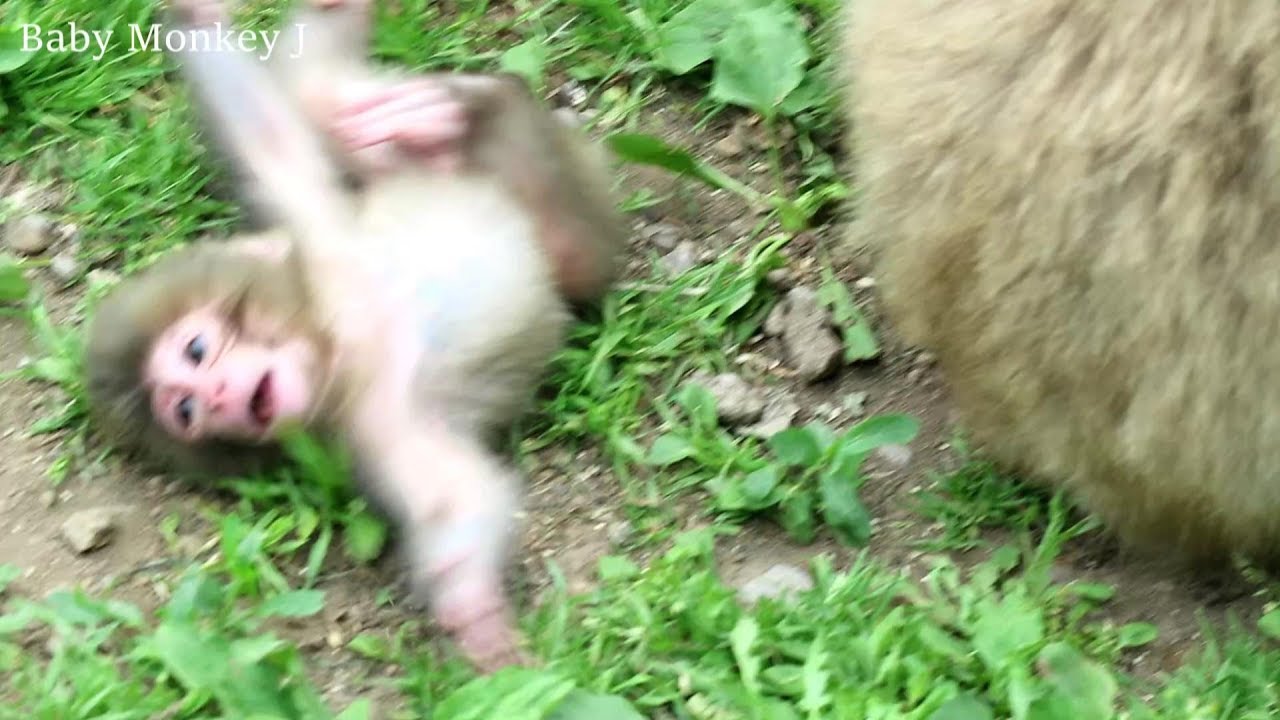 Baby monkey crying, while waiting for mom's meal - YouTube