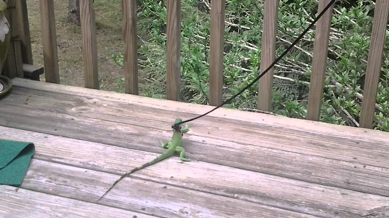 How to train your, lizard - YouTube