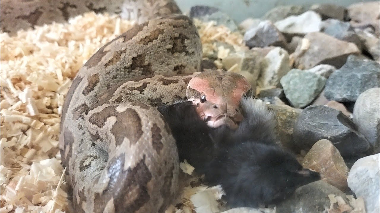 snake 🐍 eat chick black python attack on chick in aquarium - YouTube