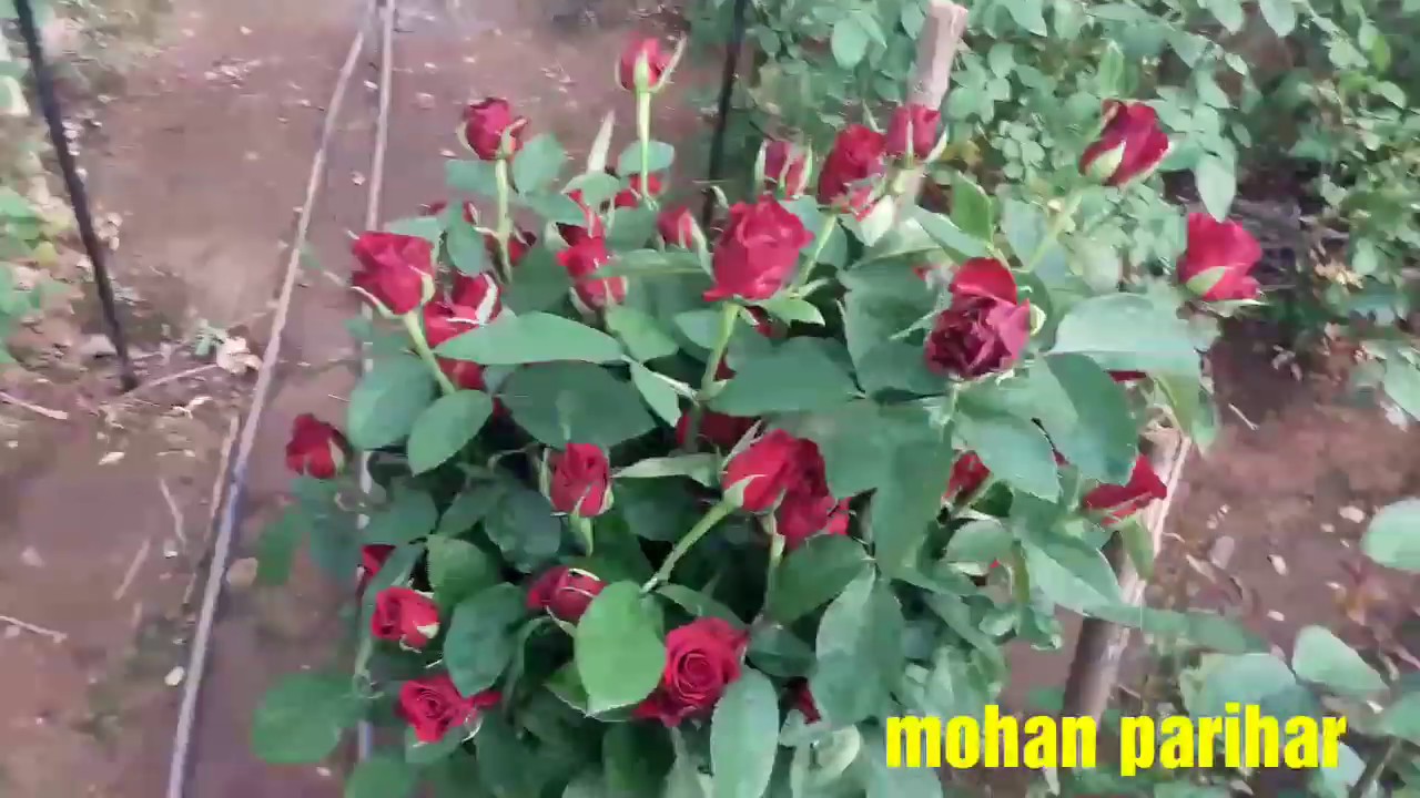 गुलाब की खेती । पाली हाऊस फार्मिग । डंडी वाले गुलाब की खेती । rose ...