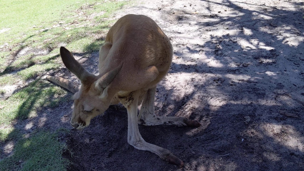 1st lifetime Kangaroo experience at Caversham Wildlife Park Perth ...