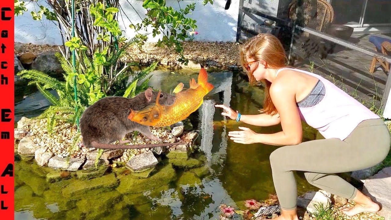 RAT STEALING FISH from KOI POND! - YouTube