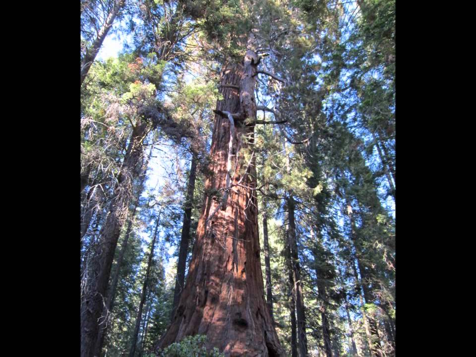 Beauty of Centuries Old Sequoia Trees (Sequoia National Park) - YouTube
