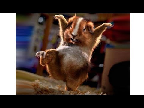 Hayvanların komik halleri, sincap kardeş süper animasyon Türkçe cizgifilm HD Funny Animal animation