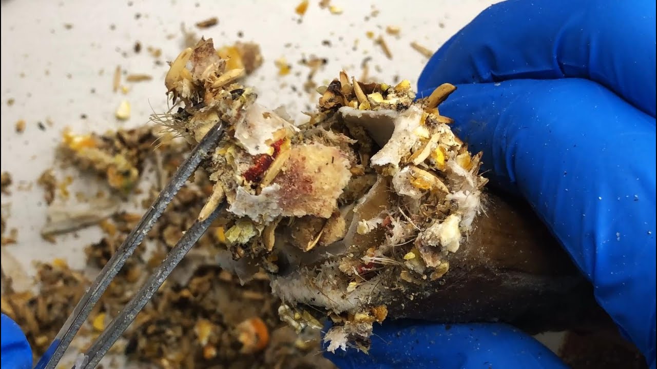 CUT Ingrown Toenails, Toenails with Maggots, Fungal Toenails ...