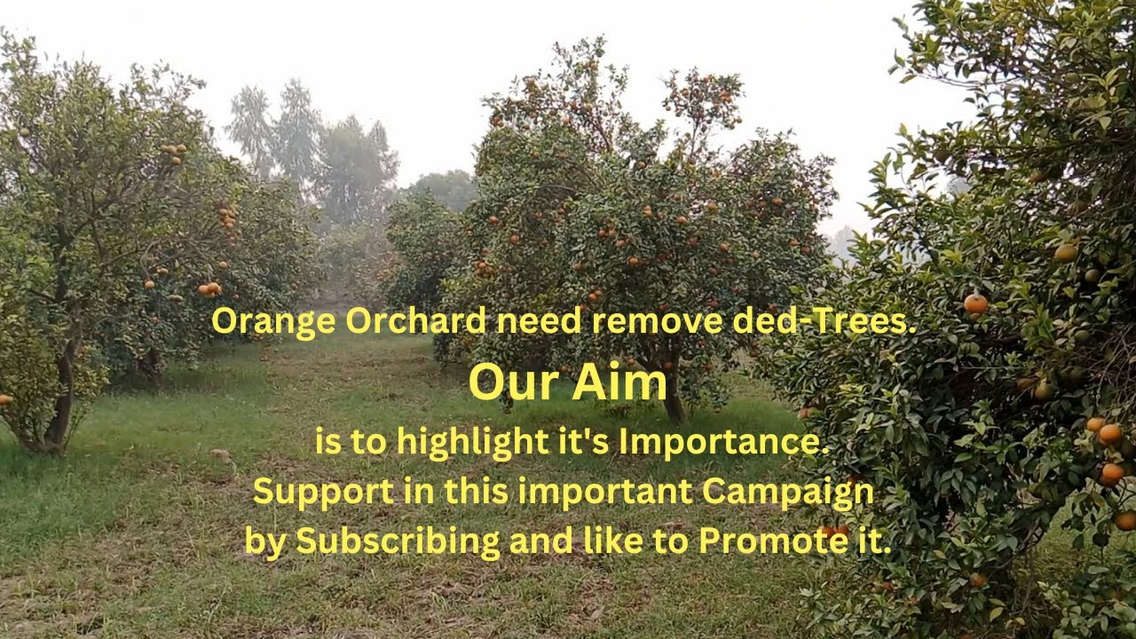 Reviving Orange Grove: How to Deal with Dead Orange Trees #orangehacks ...