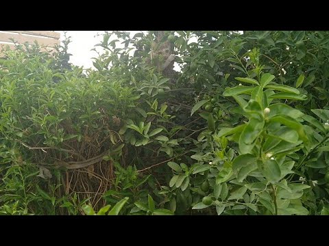 Cute Funny Kittens Trapped In Tree 🌲 || Guffy Is Going To New Home ...