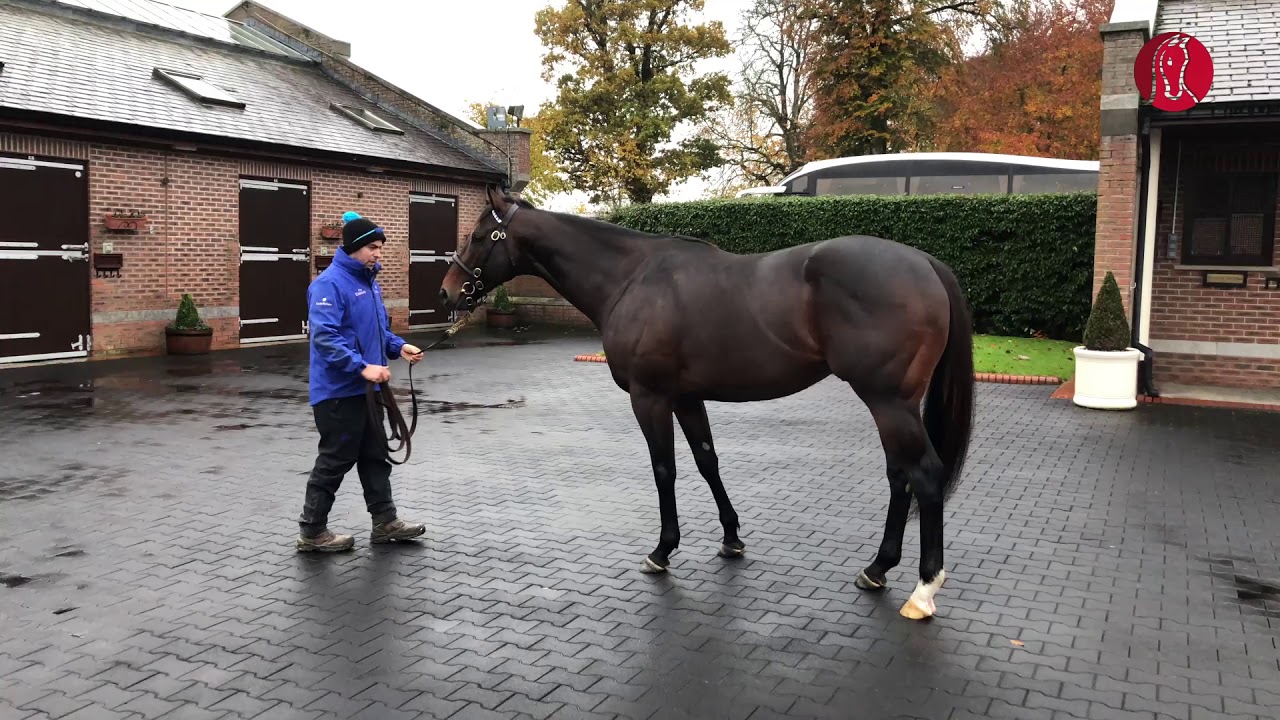 Blue Point, étalon à Kildangan Stud - YouTube