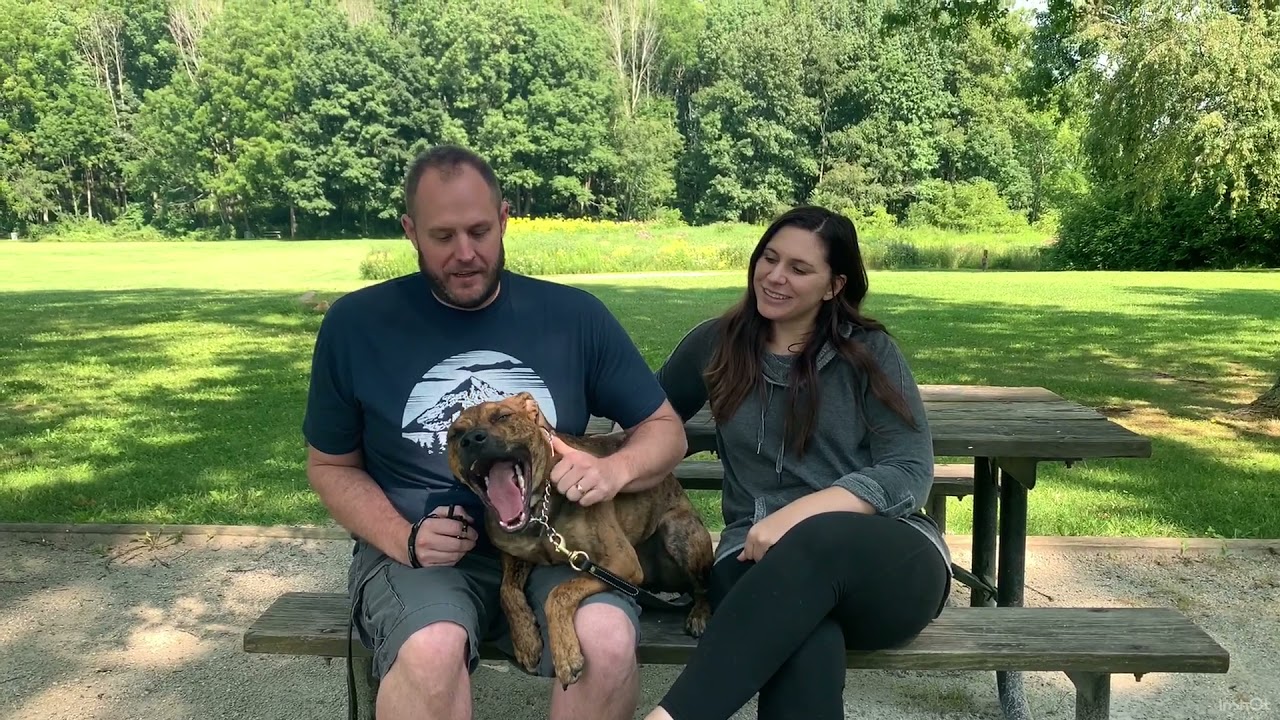 Client Review | In-Home Dog Training | Akron, Ohio - YouTube
