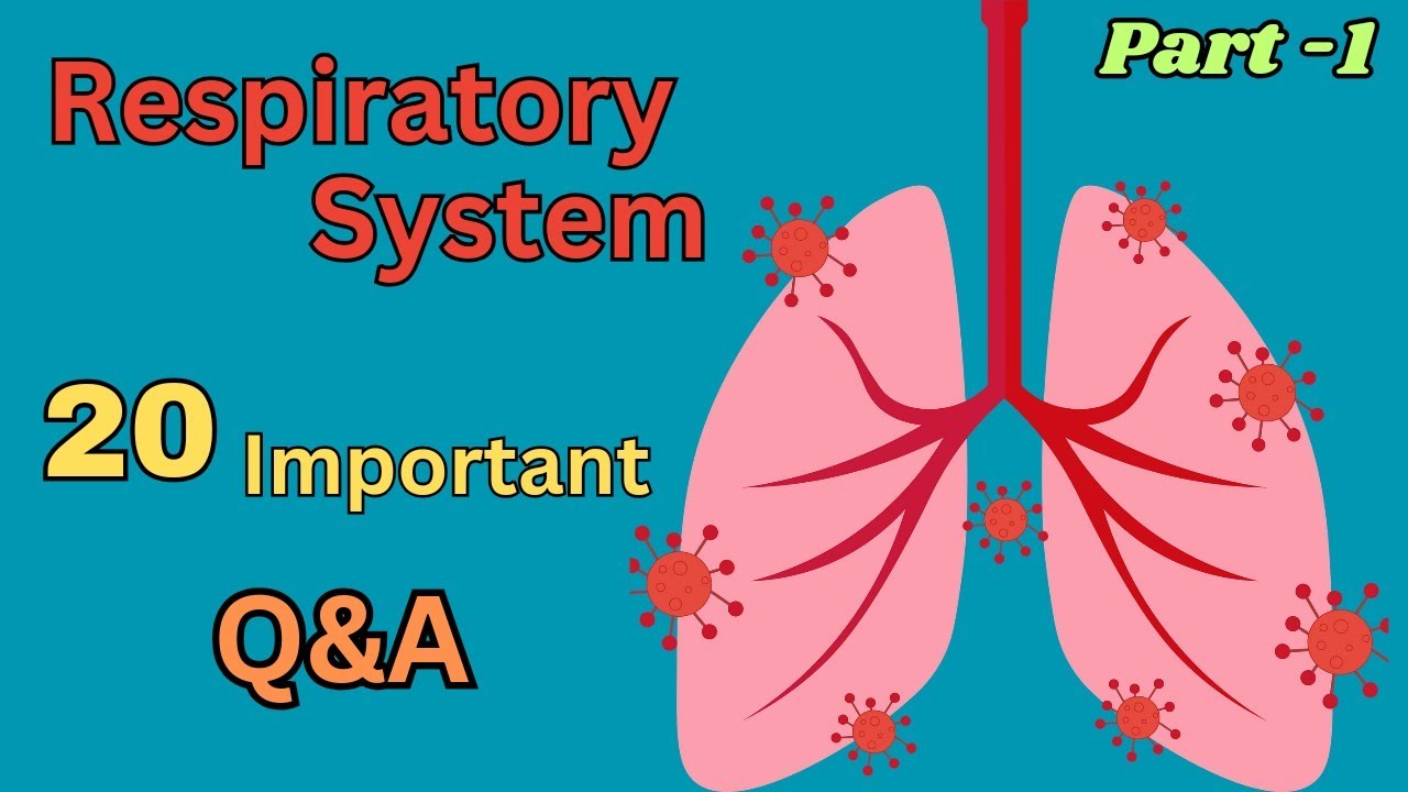 Respiratory system ll Part -1 ll 20 important Q&A ll Anatomy ...
