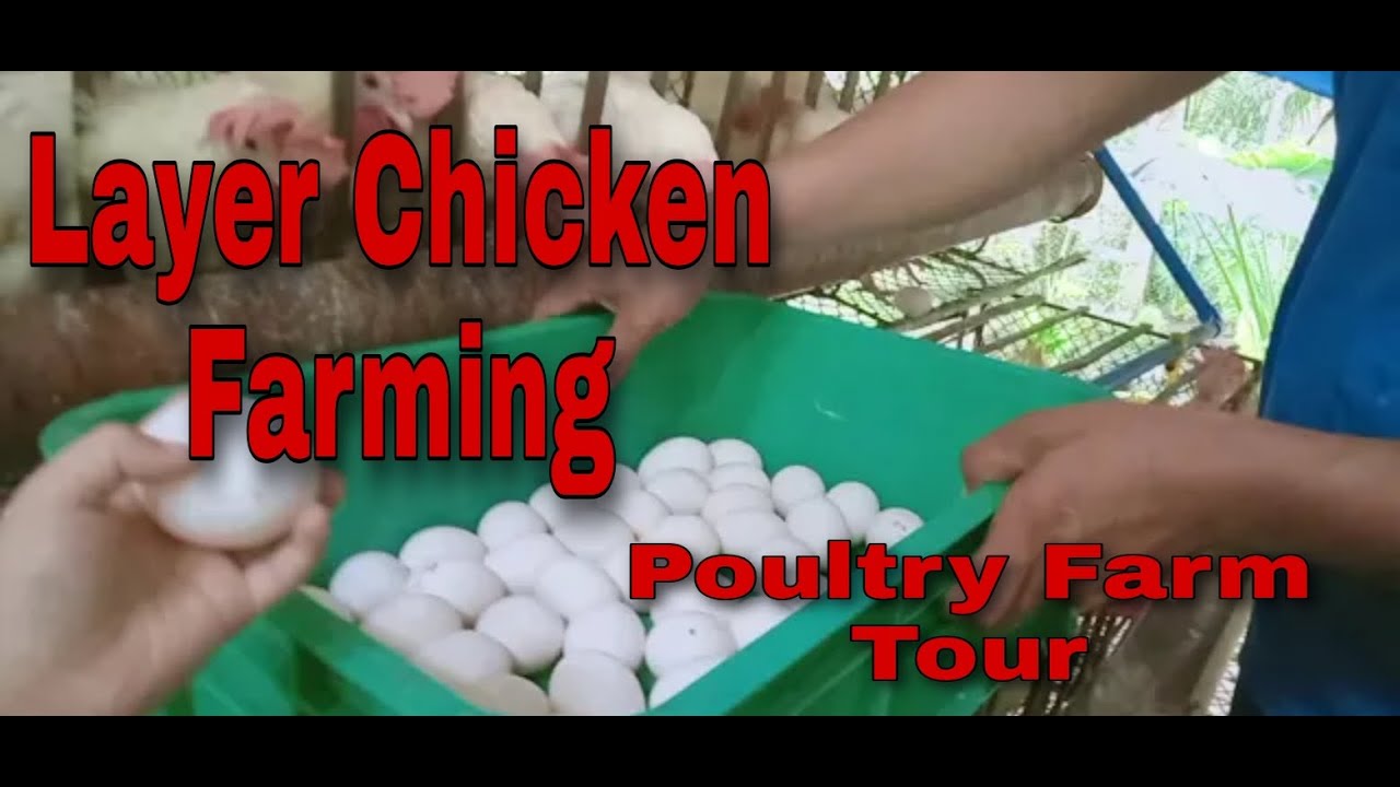 PAANO MAG ALAGA NG PA ITLOGING MANOK | LAYER CHICKEN FARMING - YouTube