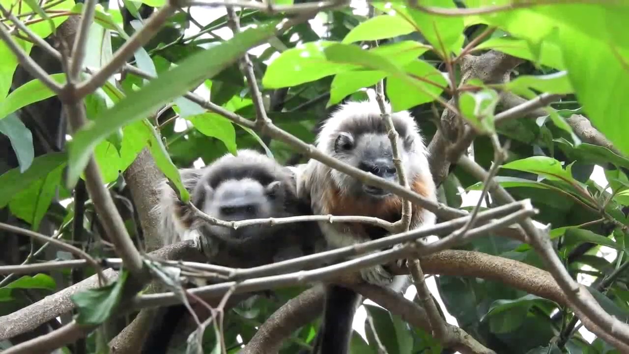 Funny Monkeys Stealing Things Compilation 2020 [NEW] - YouTube