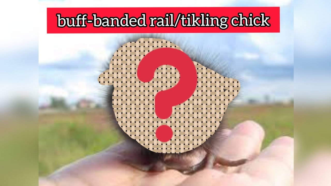 buff-banded rail/tikling chick | ang anak ng tikling - YouTube