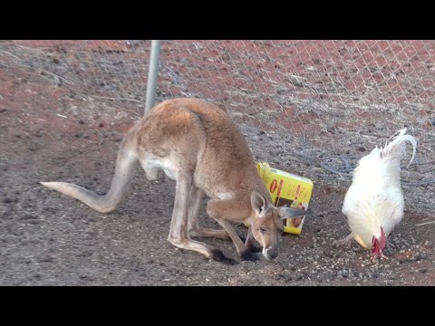 Kangaroo and Chicken - YouTube