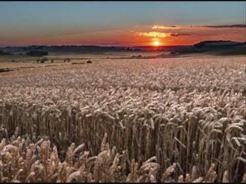 Sonic Koalas - War of the Wolds - YouTube