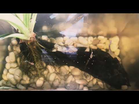 Awesome guppy fish and bird sound - YouTube