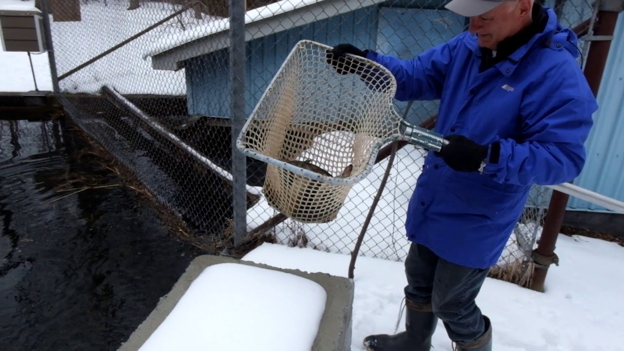 Lake Huron Fishing Club stocking efforts - YouTube