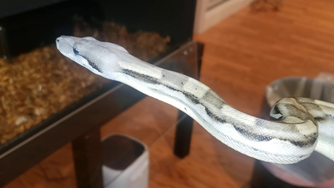jungle motley boa constrictor - YouTube