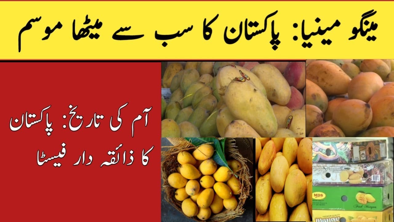Mango Mania: Pakistan's Sweetest Season | Mango | Pakistan | Muqadma ...
