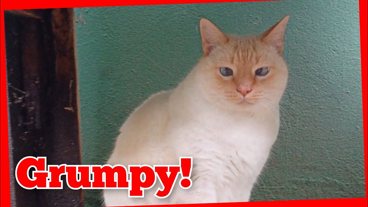 Grumpy Garden Gato: Hilarious Feline Fury! - YouTube