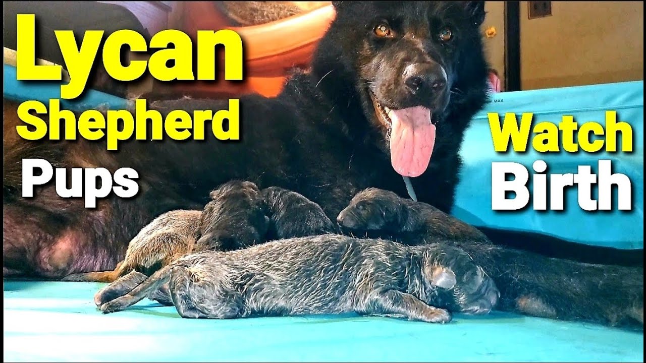 Watch Puppies Being Born - Choking Pup Saved - Lycan Shepherd Litter ...