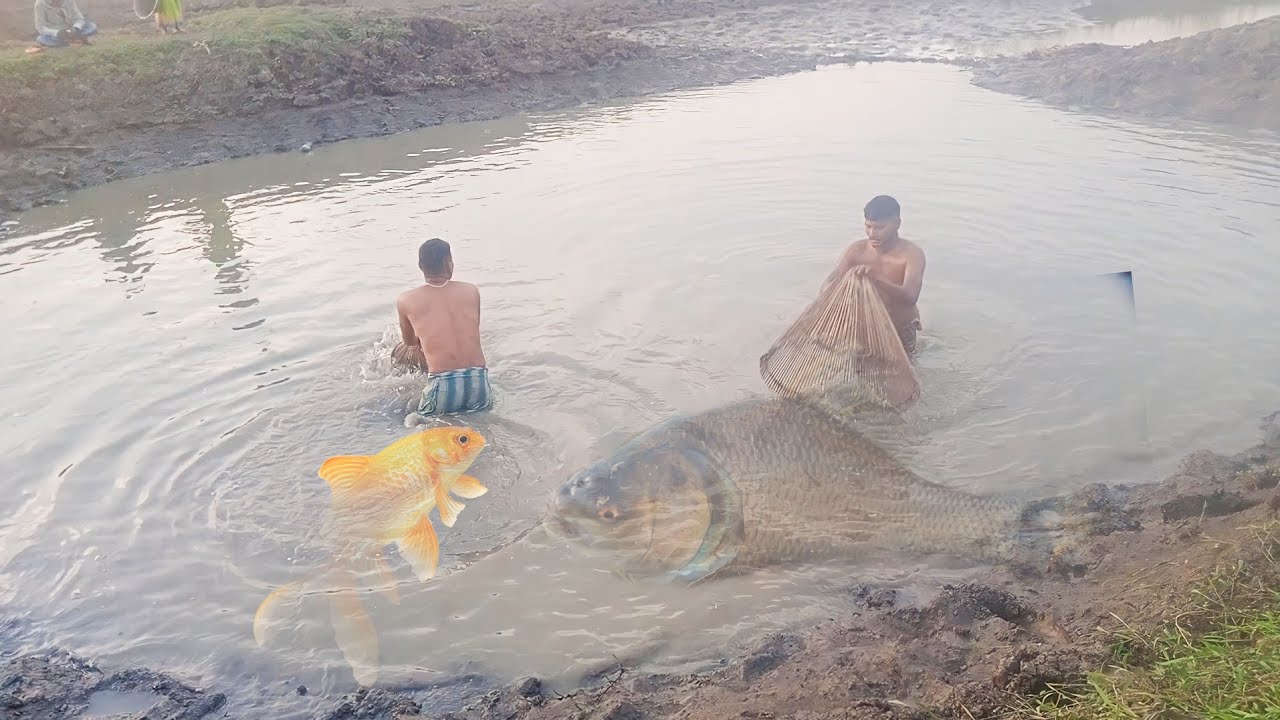 7.5kg catla 3kg ka golden fish 🐟 amazing fishing village video viral ...