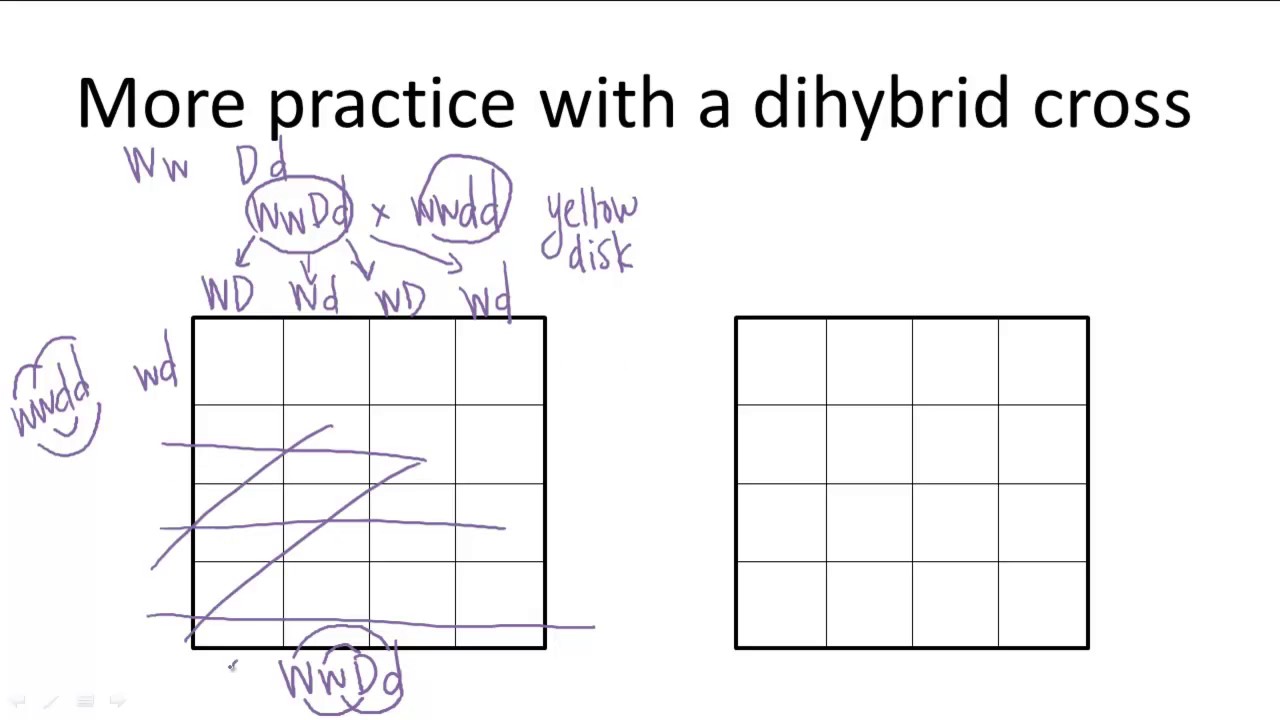 Dihybrid Cross Worksheet Dihybrid Crosses — Definition & Examples