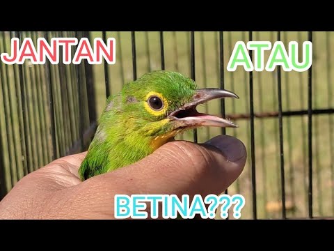 CIRI -CIRI CUCAK IJO JANTAN/BETINA-PREDIKSI CAK IJO MUDA HUTAN( KUNING ...